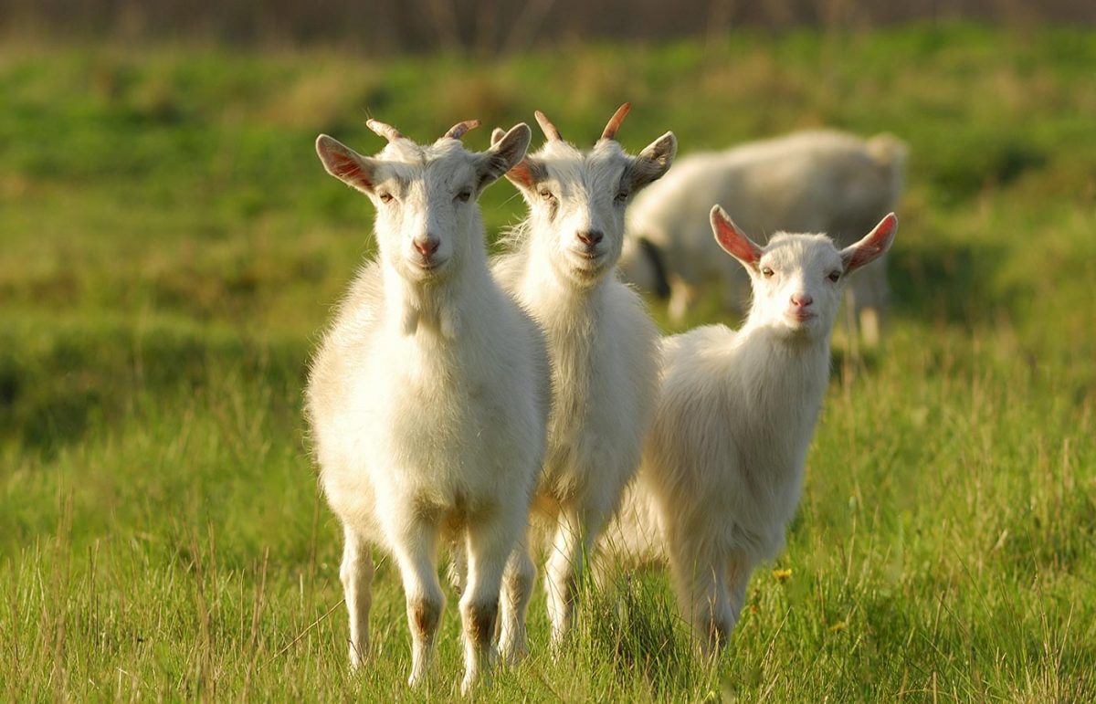 Livestock - Vet in Gunnison | Mountain Legacy Veterinary Center